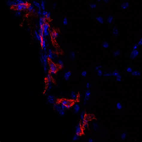 Synaptic Systems Cd206