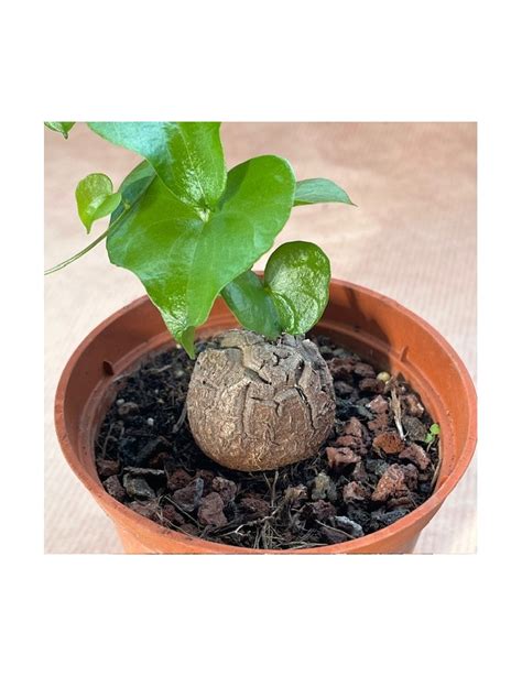 Dioscorea Elephantipes
