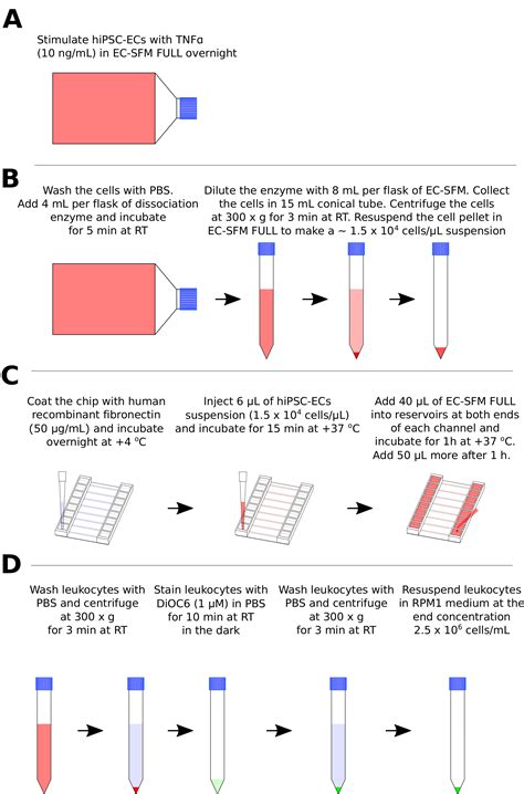 Microfluidic Assay For The Assessment Of Leukocyte Adhesion To Human Induced Pluripotent Stem