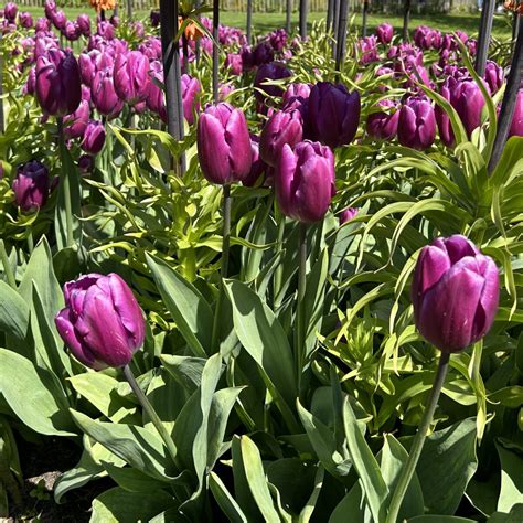 Tulipa ‘Purple Flag’ – Find haveplanter
