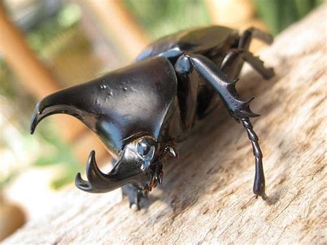 Stunning Rhino Beetle