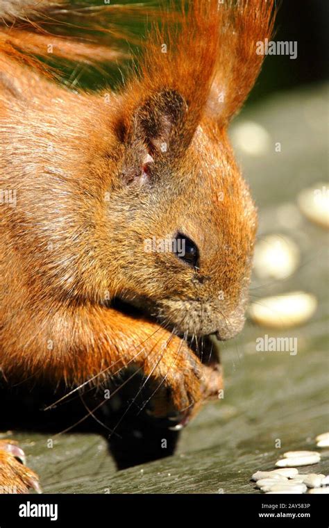Single Red Squirrel Latin Sciurus Vulgaris On A Tree Branch During