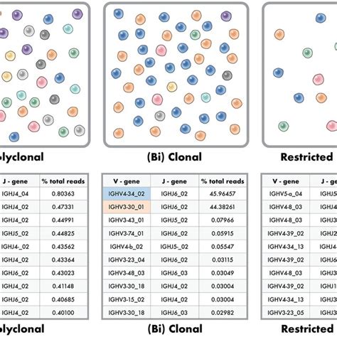 Polyclonal Clonal And Restricted Repertoire Phenotypes In Clonality
