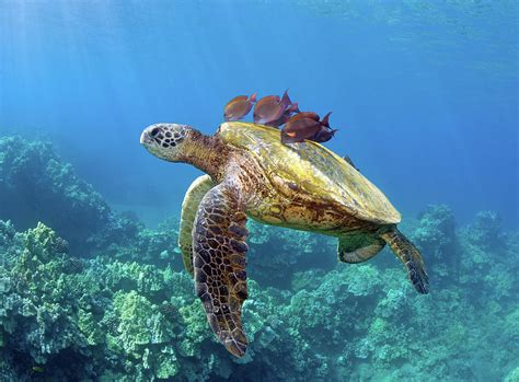 Turtle Under The Sea