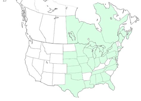 5 Types Of Cockroaches Found In Canada Id Guide Bird Watching Hq