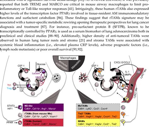 Macrophage Effector Functions As Part Of The 7th Hallmark Of Cancer