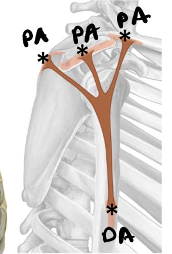 Upper Limb Overview And Pectoral Region Flashcards Quizlet