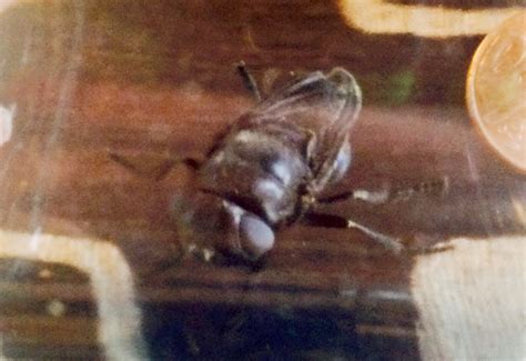 Bot Fly Whats That Bug