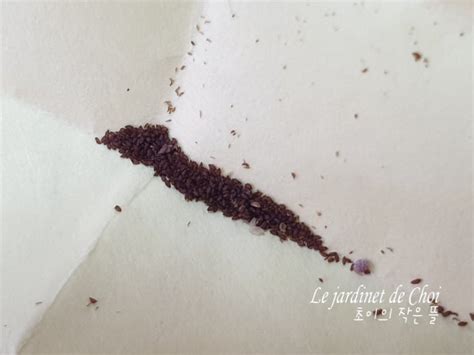 스트렙토카르푸스 씨앗 파종 도전 네이버 블로그