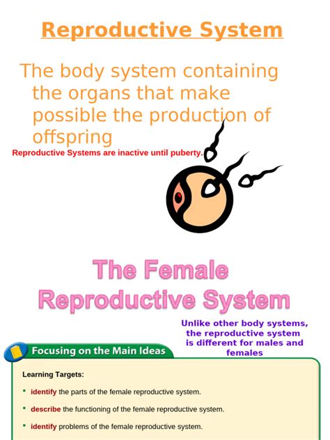 12 13 Female Reproductive System Powerpoint Pdf Menstrual Cycle