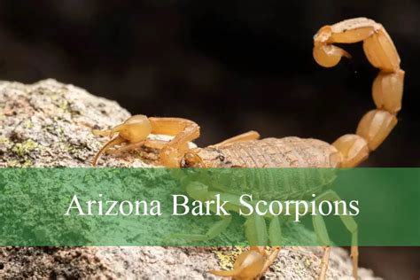 18 Things Arizona Residents Never Realize About Arizona Bark Scorpions