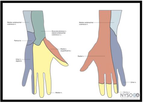Hand Nerve Blocks Nuem Blog Dermatomes Chart And Map