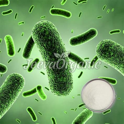 Lactobacillus Paracasei Powder 200 B Cfug Bulk Wholesale
