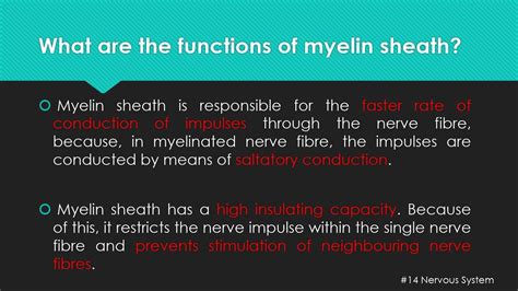 Functions Of The Myelin Sheath