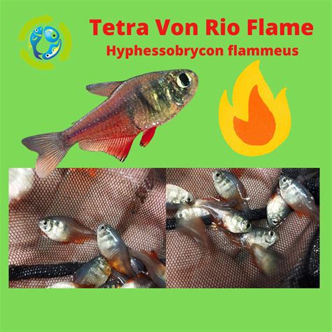 3 Outstanding Tetra Von Rio Flame