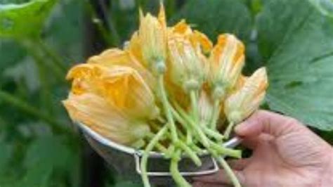 Foto 6 Manfaat Bunga Labu Kuning Untuk Kesehatan Berikut Cara