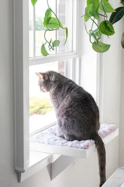 11 Diy Cat Window Perches You Can Build Today With Pictures Catster