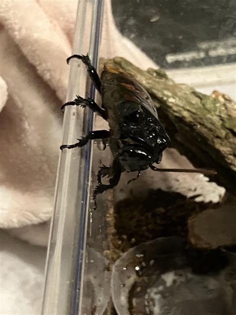 My New Babies Rroaches