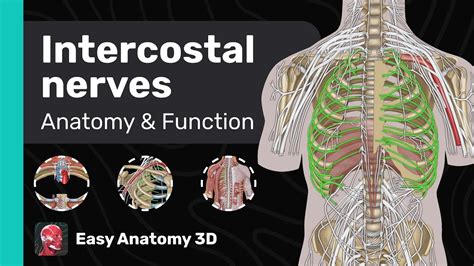 Intercostal Nerves Anatomy And Function Thoracic Nerves Easy Anatomy