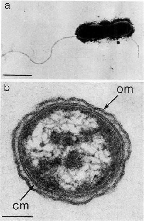 Absorption Spectrum Of Membrane Fraction Isolated From Cells Of