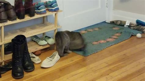 Ufc Kitty Edition Youtube