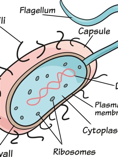 Easy Bacteria Step By Step Drawing Tutorial Easy Drawing Guides