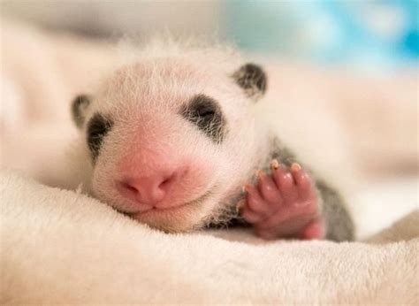 Newborn Panda
