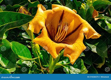 Closeup Shot Of Solandra Maxima Cup Of Gold Vine Surrounded By Lush Green Foliage Stock Image