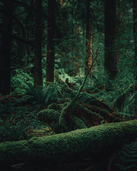 Green Forest Wallpapers 4k Hd Backgrounds On Wallpaperbat