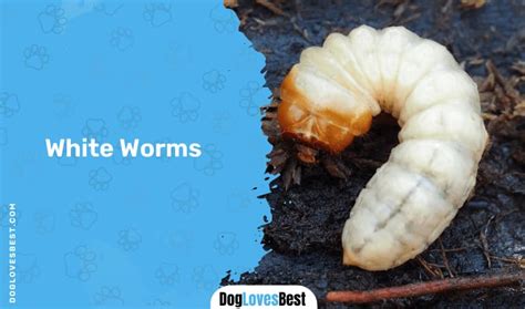 Why Are There Worms In My Dogs Water Bowl Dog Loves Best