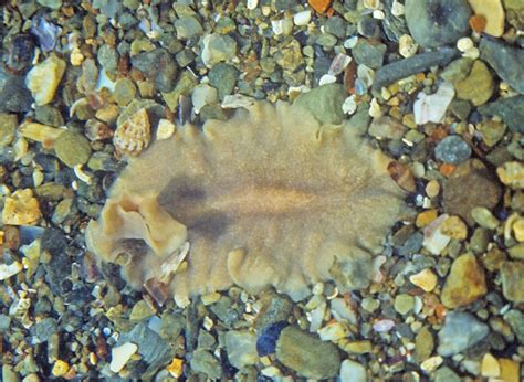Polyclad Flatworm