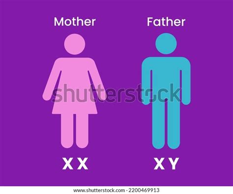 Human Sex Determination Human Reproduction Process เวกเตอรสตอก ปลอดคาลขสทธ