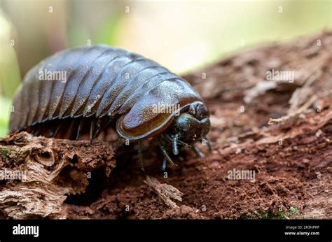 Giant Pill Bug