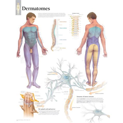 Scientific Publishing Dermatomes Chart