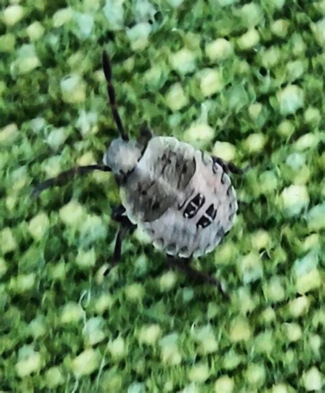 Super Tiny Beetle Thing Found On My Tablecloth Rwhatsthisbug