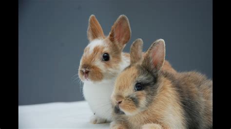 KuniĆi Parenje Youtube