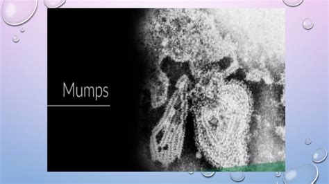 National Immunization Program Of The Philippinespptx