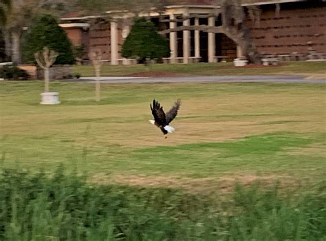 Eagle In Flight 2 By Bounddreams On Deviantart