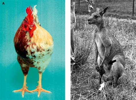 Animals Of Mixed Sex Genotypes Showing Both Male And Female Sexual