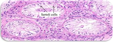 Sertoli Cells Histology