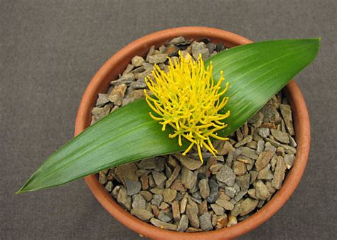 Daubenya Pacific Bulb Society