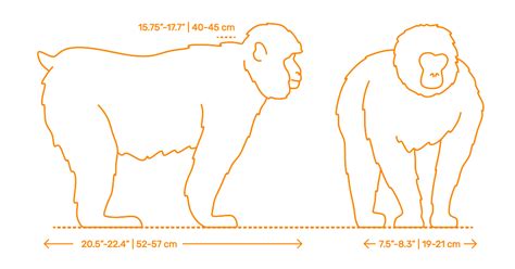 Japanese Macaque Macaca Fuscata Dimensions And Drawings