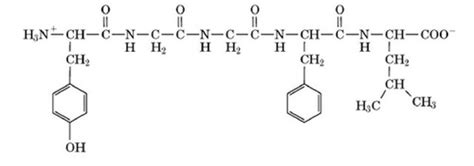 Biomolecules Flashcards Quizlet