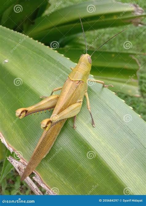 Grasshopper Species Hierodula Patellifera On A Green Background Royalty