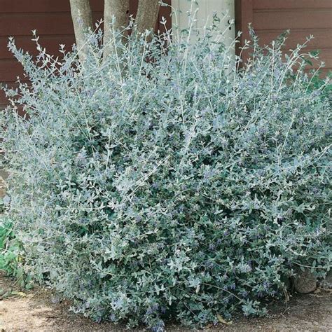 Teucrium Fruticans Tree Germander Hello Hello Plants