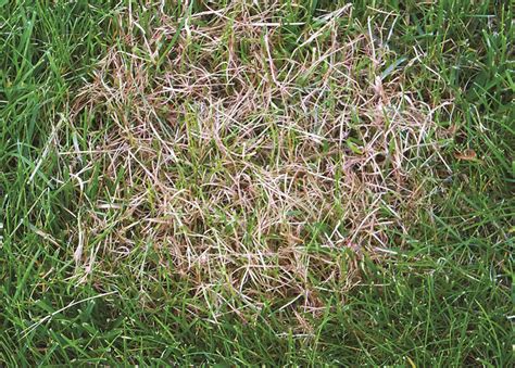 How To Treat Red Thread Lawn Disease Myhometurf