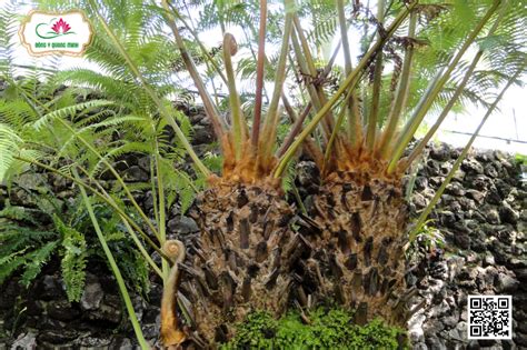 C U T Ch C Y L Ng Cu Li C Ng D Ng Li U D Ng Ki Ng K Ng Y Quang Minh