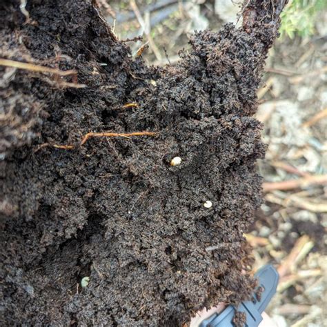 Biobestuk Biologicalcontrol Horticulture Biocontrol Ipm