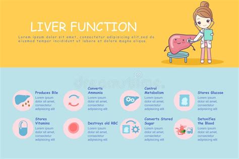 Liver Template Stock Illustrations 3702 Liver Template Stock