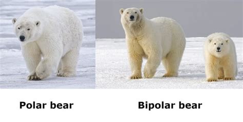 Polar Bear R Memes